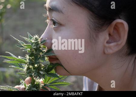 Asia woman smelling marijuana flower in the cannabis plantation Stock ...