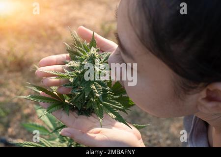Asia woman smelling marijuana flower in the cannabis plantation Stock ...