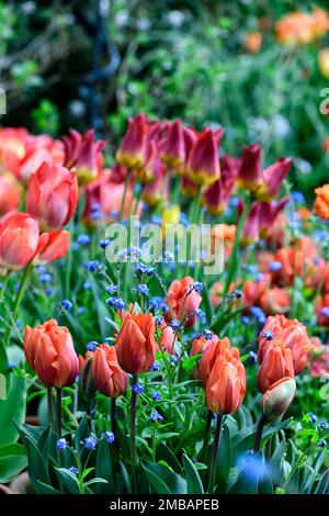 mixed pots of tulips,mixed containers filled with tulips,spring ...