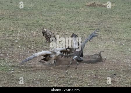 A group of vultures fighting over a gnu carcass at dusk, in the african ...