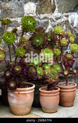 aeonium display,aeonium pot display,aeonium grown in pots,terracotta ...