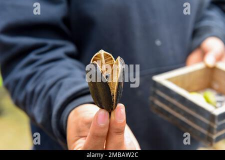 Agave plant capsule with seeds inside at a Palenque specialized in ...
