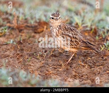 A Portrait of a Bush Lark sitting on ground Stock Photo - Alamy