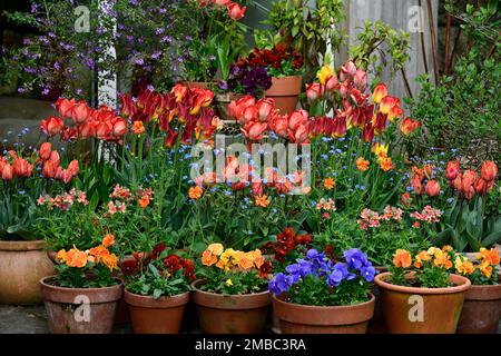 mixed pots of tulips,mixed containers filled with tulips,spring ...