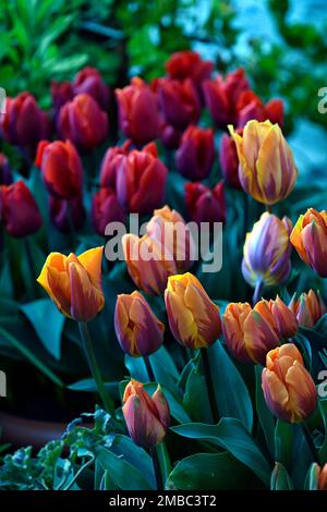 tulipa princess irene,tulip princess irene,tulipa prinses irene,tulips ...