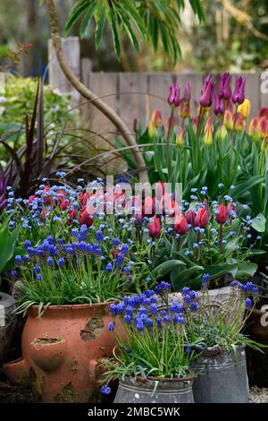 tulipa havran,myosotis sylvatica,tulipa amber glow,tulipa purple dream ...