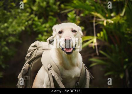 Happy dog wearing travel backpack. Funny labrador retriever enjoying ...