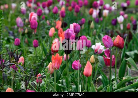 mixed tulips,red pink orange tulips,red orange yellow apricot flowers ...