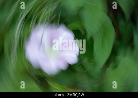 Morning glory abstract background blues and green Stock Photo - Alamy