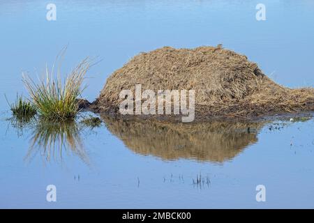 Muskrat (Ondatra zibethicus) lodge, nest build from reed and other ...