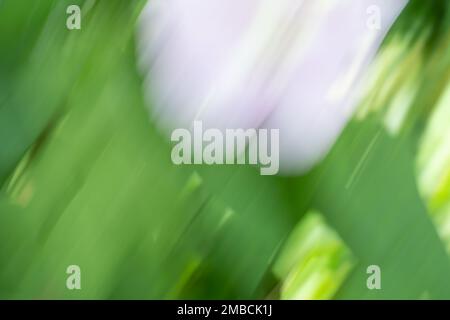 Morning glory impressionist abstract background blues and green Stock ...