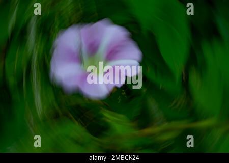Morning glory impressionist abstract background blues and green Stock ...