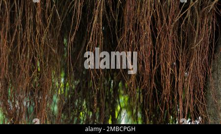 Old Banyan tree roots texture and background Stock Photo - Alamy