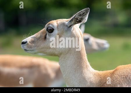 Head shot of a blackbuck (antilope cervicapra) doe Stock Photo - Alamy