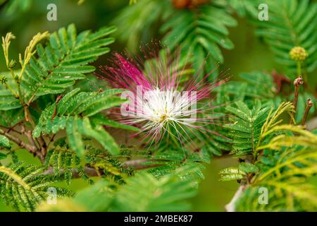 flowering tropical shrub calliandra in nature. High quality photo Stock ...