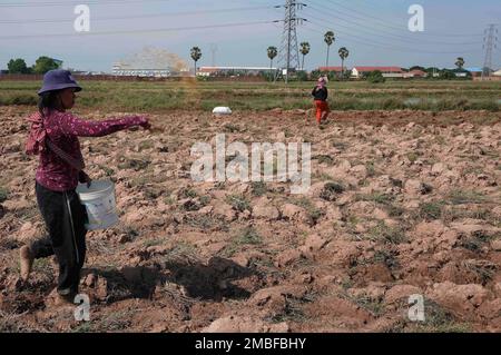 A Cambodian farmer throws rice seeds onto her paddy fields near Svay ...
