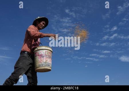 A Cambodian farmer throws rice seeds onto her paddy fields near Svay ...