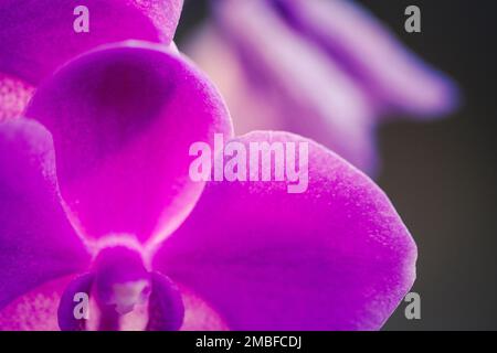 Pink orchid closeup macro photo with shallow depth of field Stock Photo ...