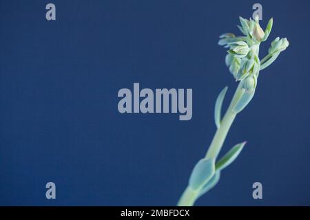 Succulent macro photo. Deep green natural plant Stock Photo - Alamy