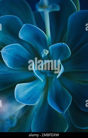 Succulent macro photo. Deep green natural plant Stock Photo - Alamy