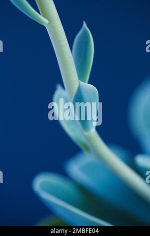 Succulent macro photo. Deep green natural plant Stock Photo - Alamy
