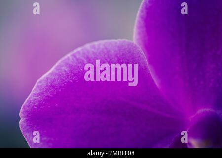 Pink orchid closeup macro photo with shallow depth of field Stock Photo ...