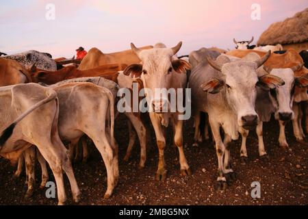Maasai people and cows and milking cows in Tanzania Africa Stock Photo ...