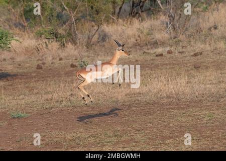 Impala leaping whilst running in the savannah in the Kruger National ...