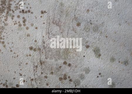Black spots of toxic mold and fungus bacteria on the interior wall of ...