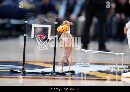 Scooby the Chihuahua dunks a basketball in the second half of Game 3 of ...