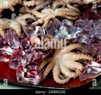 South East Asia baby octopus ready to eat on ice Stock Photo - Alamy