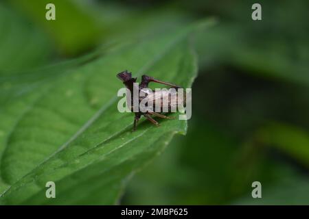 Horned treehopper rest on leaf. Java, Indonesia. Leptocentrus sp Stock ...