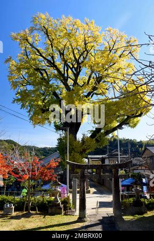 Huge ginko bilboa tree in Arita town of Kyushu Island, beautiful yellow ...