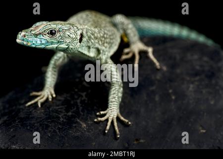 Sharp-snouted lizard, Dalmatolacerta oxycephala Stock Photo - Alamy