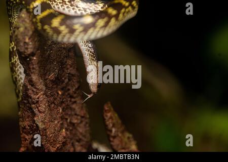 An Oriental Wolf snake climbing on a tree inside Agumbe forest on a ...