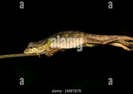 A Roux's forest lizard resting on top of a tree branch inside Agumbe ...