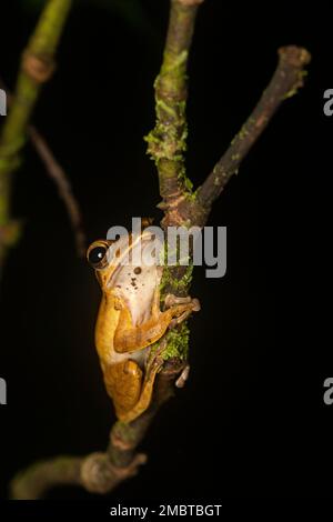 An Indian tree frog found in the jungles of Agumbe during a night walk ...