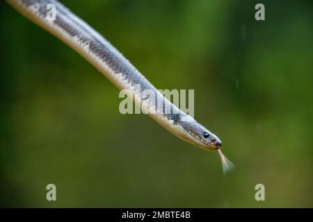A common krait, venomous snake being released to the wild during a ...