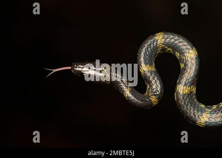 An Oriental Wolf snake climbing on a tree inside Agumbe forest on a ...