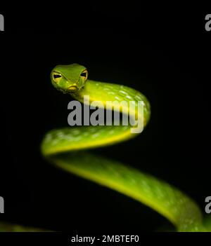 A green vine snake resting on a tree branch inside forests of Agumbe on ...