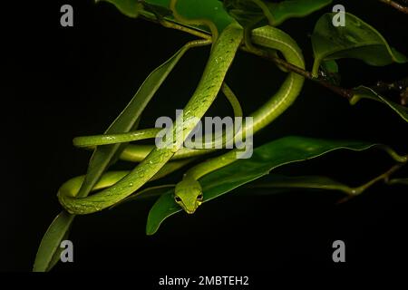 A green vine snake resting on a tree branch inside forests of Agumbe on ...