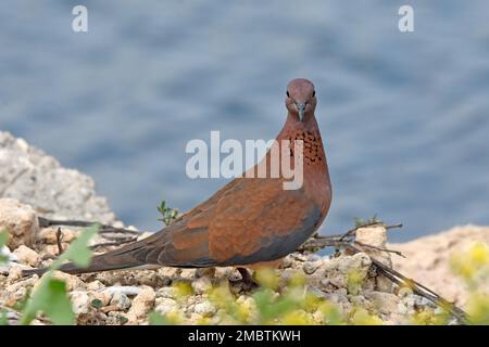 laughing dove (Streptopelia senegalensis, Spilopelia senegalensis ...