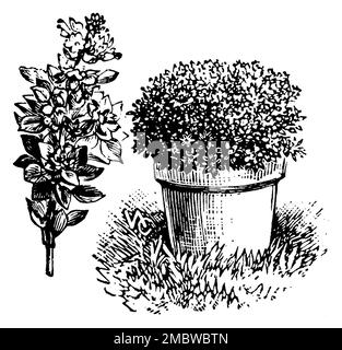 basil, variety: Bush green compact Basil, Ocimum basilicum, (printing ...