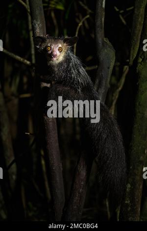 Aye-aye (Daubentonia madagascariensis) in the forest at night, eating a ...
