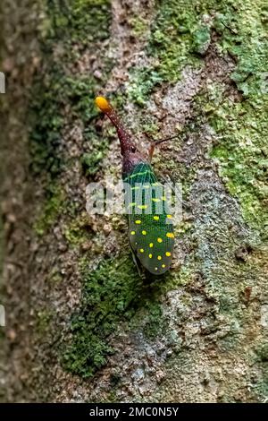Lantern bug / Lantern fly (Pyrops sp.). Endemic to Sukau, Sabah, Borneo ...