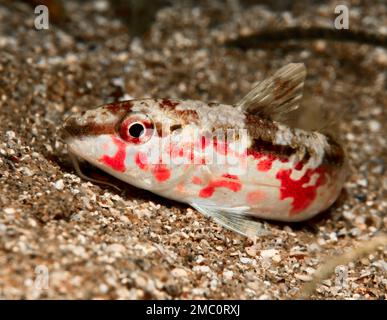 Red Sea goat fish from Cyprus Stock Photo - Alamy