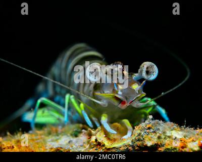Rare green coloured shrimp from Cyprus Stock Photo - Alamy