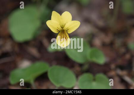 Double-flowered violet (Viola biflora), Kvaloya, Norway Stock Photo - Alamy