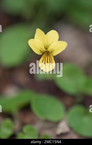 Double-flowered violet (Viola biflora), Kvaloya, Norway Stock Photo - Alamy