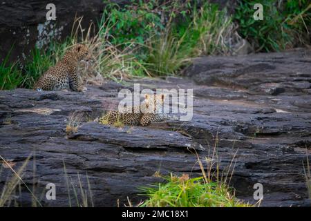 Leopard (Pathera pardus) young, Kenya Stock Photo - Alamy